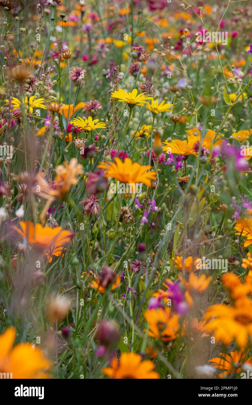 Flowers in a meadow, Super blooms Stock Photo - Alamy