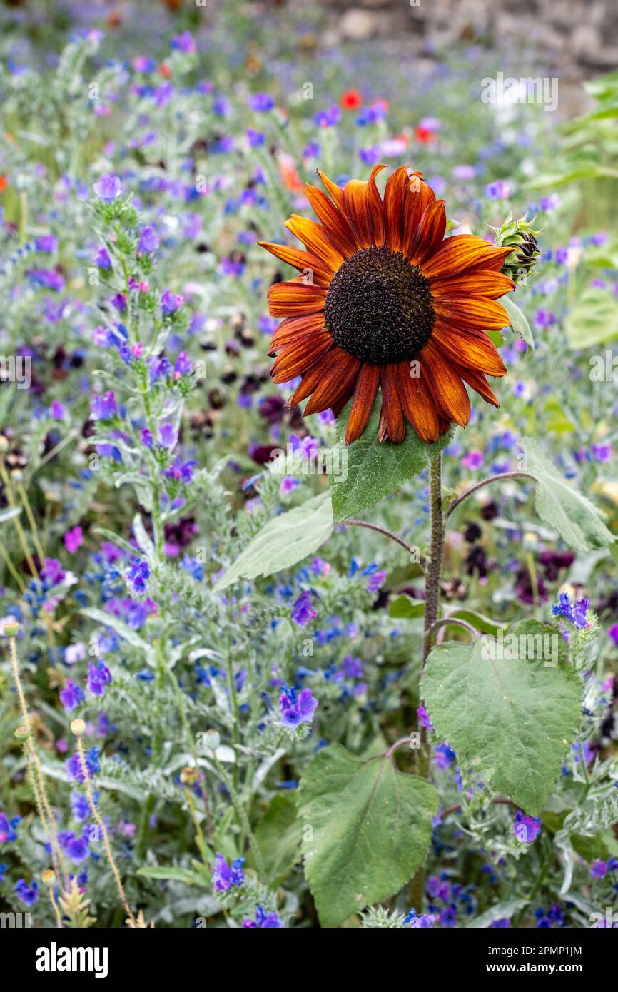 Super blooms in london hi-res stock photography and images - Alamy