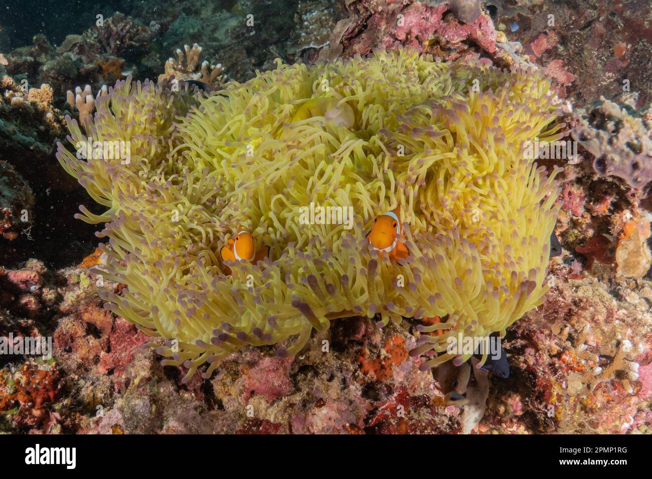 Coral reef and water plants at the Sea of the Philippines Stock Photo ...