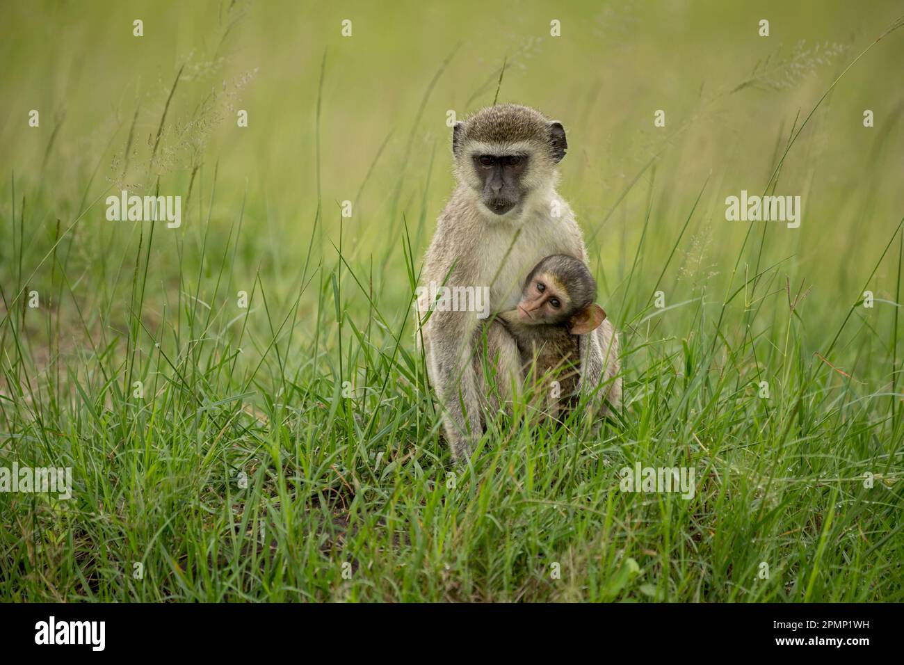 Female Vervet Monkey (Chlorocebus pygerythrus) with young during the ...