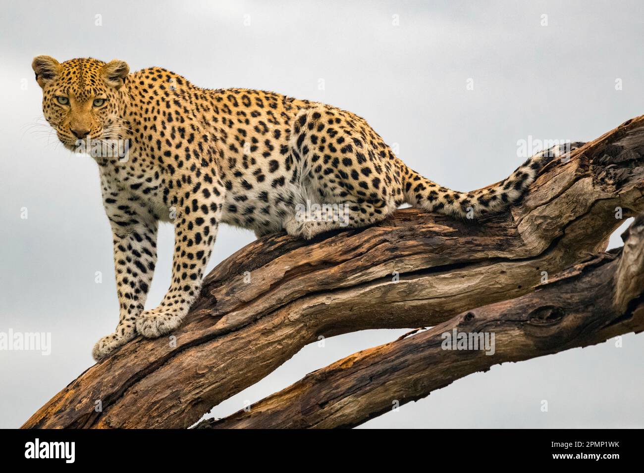 Female walking on branch hi-res stock photography and images - Alamy