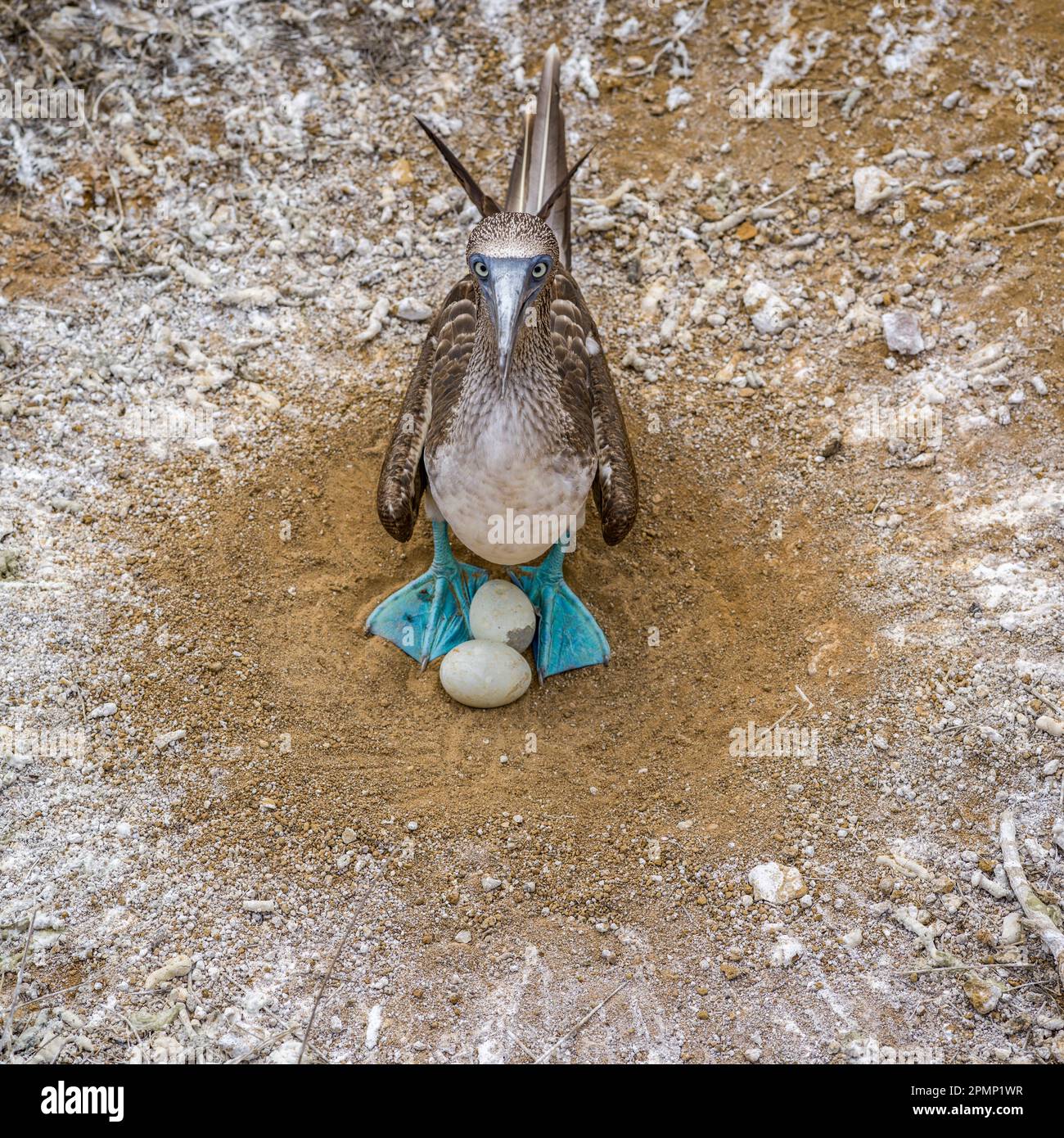 Blue-footed booby (Sula nebouxii) with eggs ready to hatch San ...