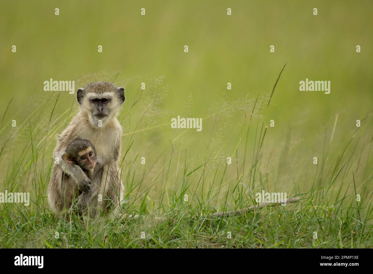 Female Vervet Monkey (Chlorocebus pygerythrus) with young during the ...