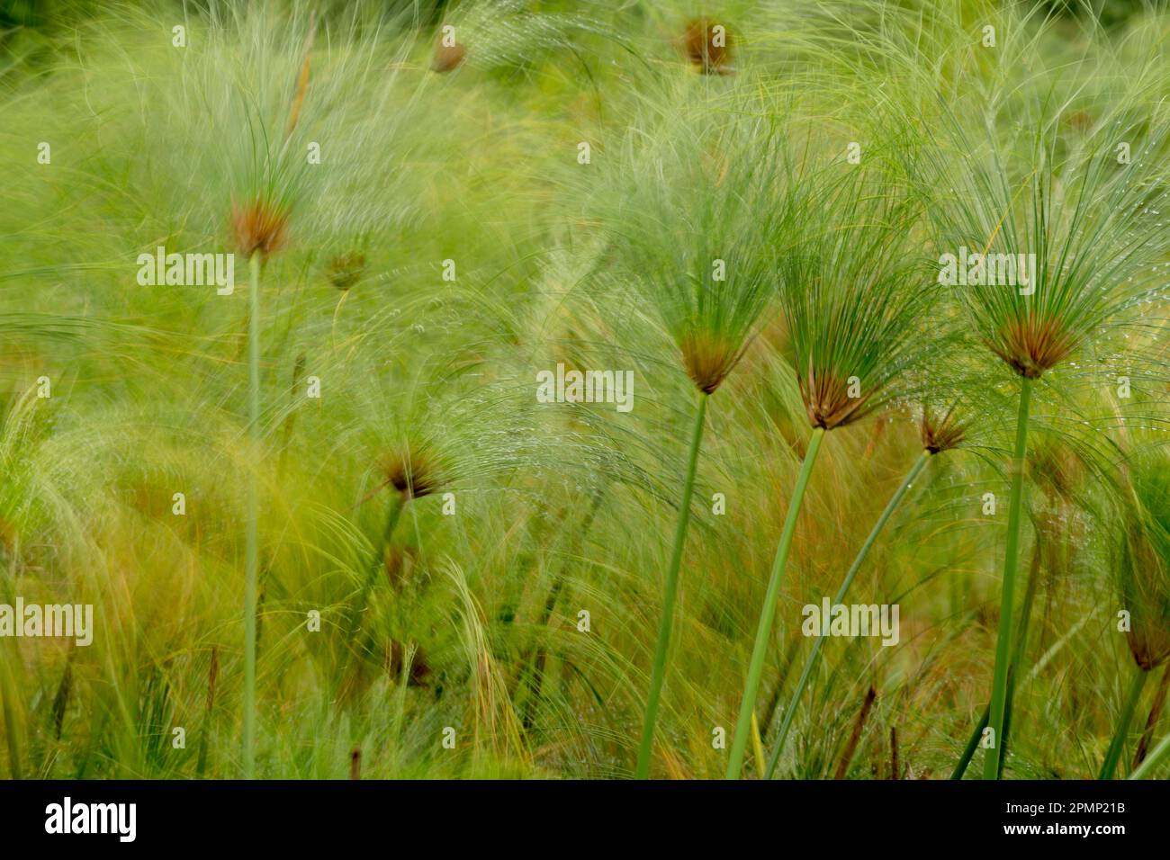 Close-up of Papyrus (Cyperus papyrus) growing along a river in the ...
