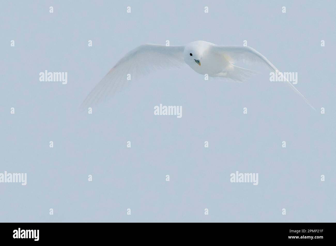 Ivory gull (Pagophila eburnea) in flight searching for small cod fish ...