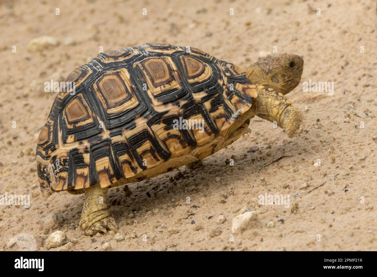 African leopard tortoise hi-res stock photography and images - Alamy