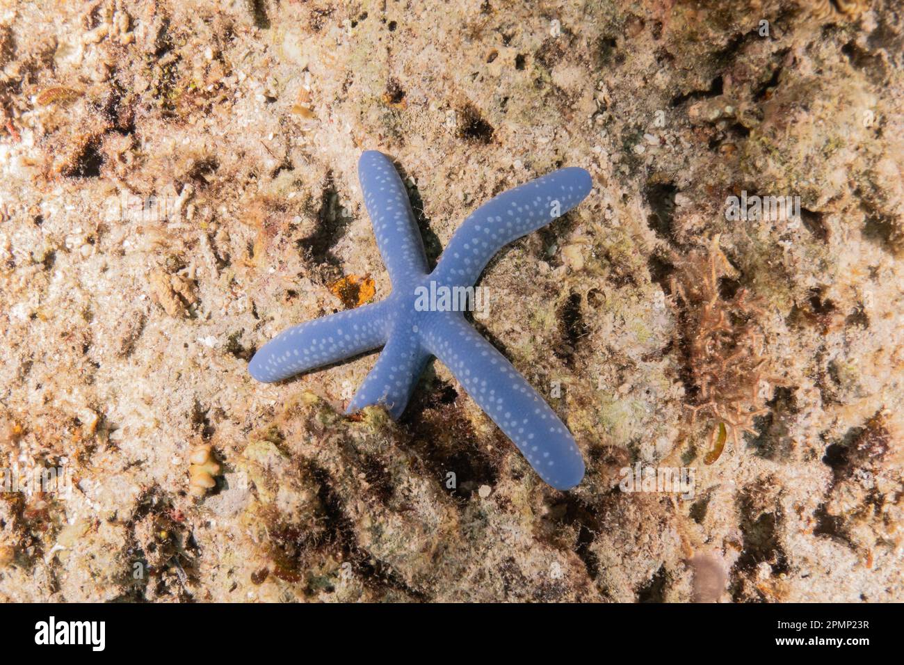 Starfish On the Seabed at the Sea of the Philippines Stock Photo - Alamy