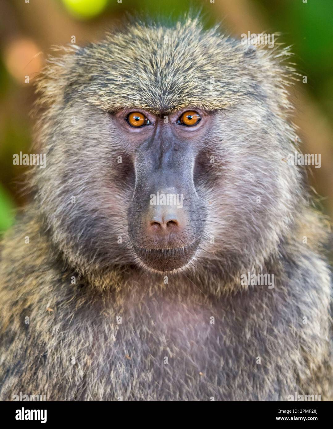 A portrait of a young female baboon Stock Photo - Alamy