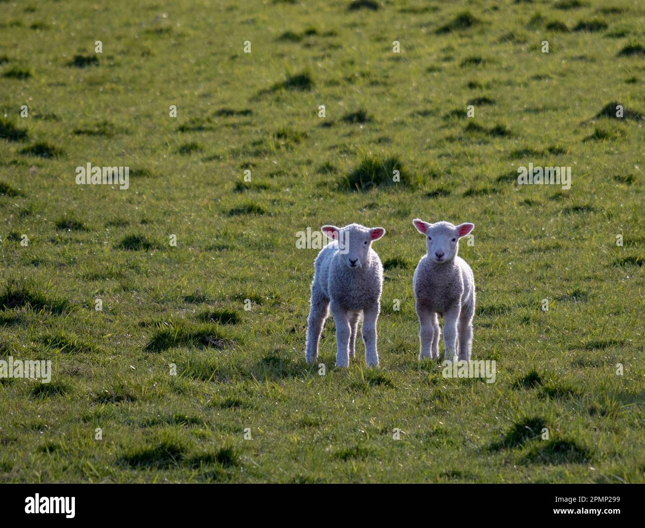 Young lambs (Ovis aries) stand in a pasture; Moeraki, Katiki Point ...