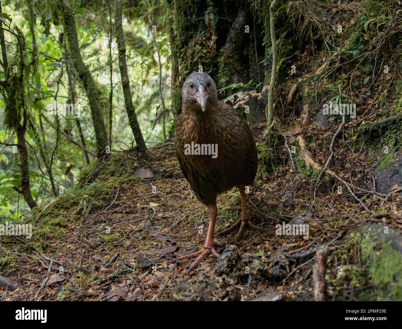 An endemic flightless weka bird approaches the camera at a wildlife ...