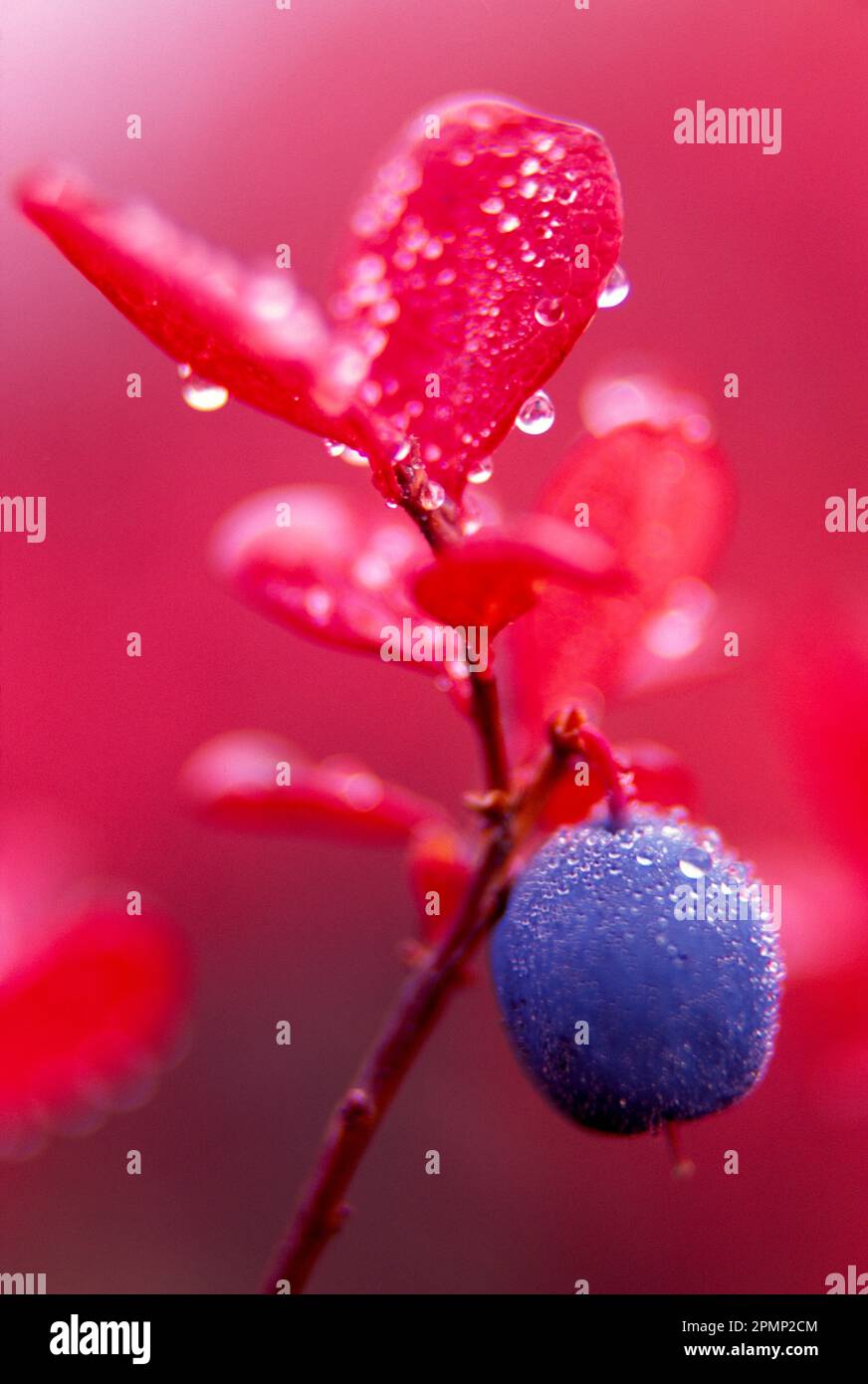 Wild Blueberry ready to be picked in autumn; Alaska, United States of ...