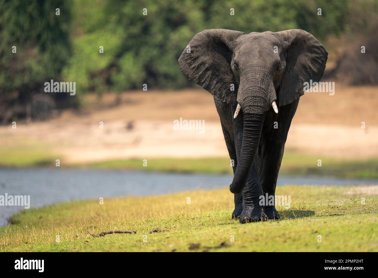 African Bush Elephant Loxodonta Africana Walks Along Grass Riverbank