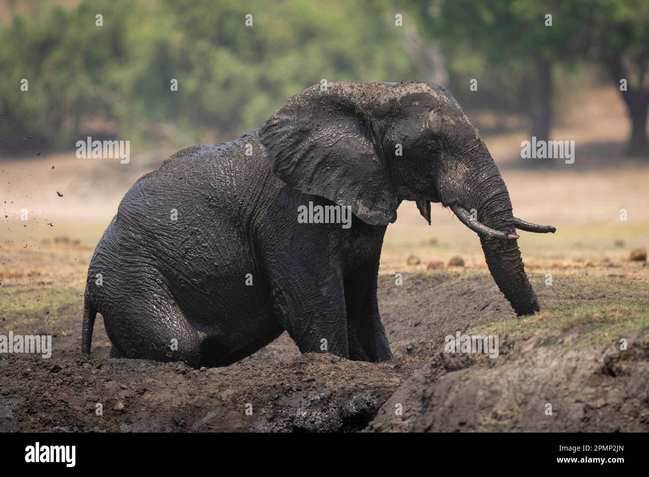 African bush elephant (Loxodonta africana) sits in muddy wallow in ...