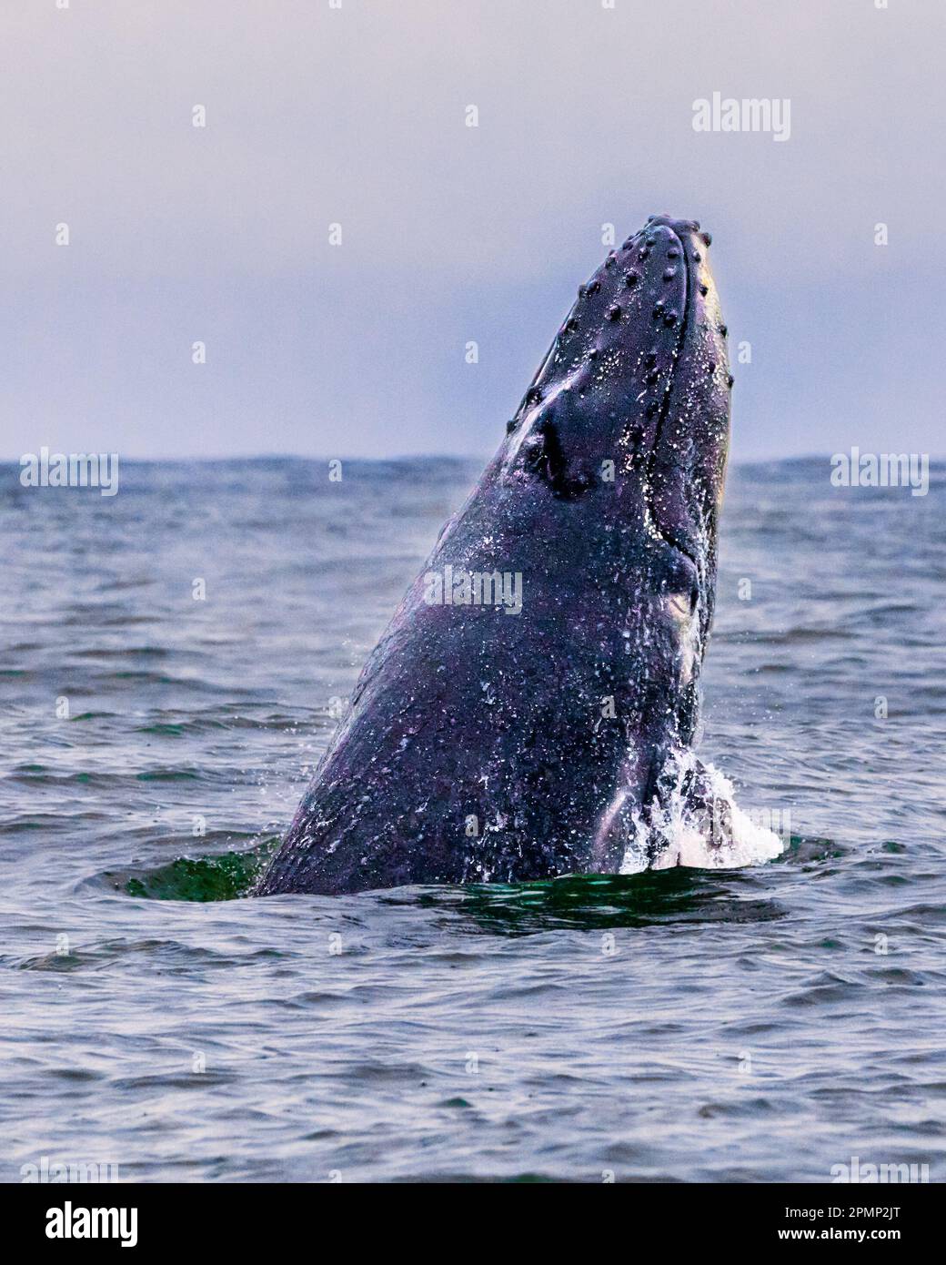 Humpback whales swimming in Costa Rica. Free ocean Stock Photo - Alamy