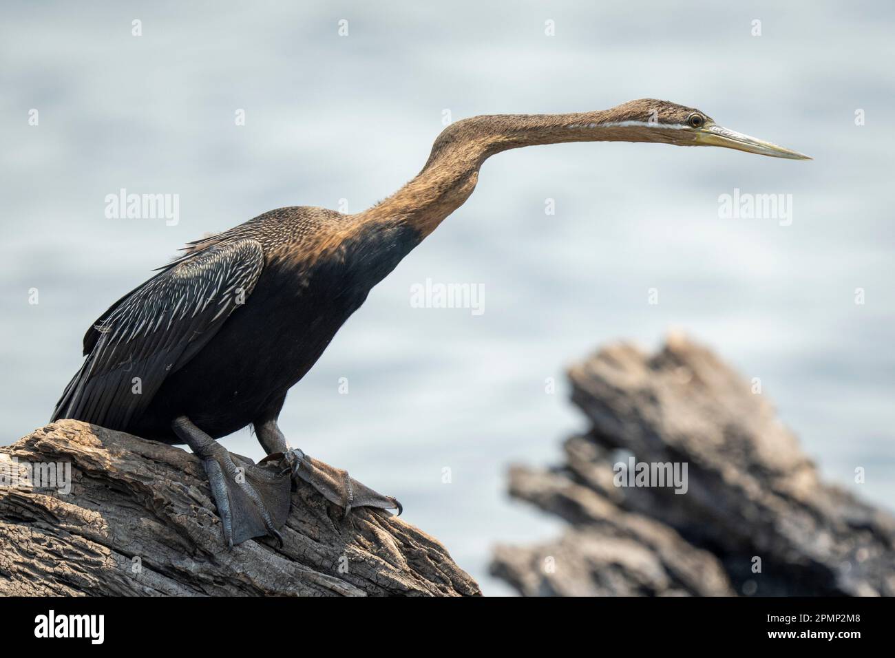 African darter (Anhinga rufa) stretches forward from dead log, Chobe ...