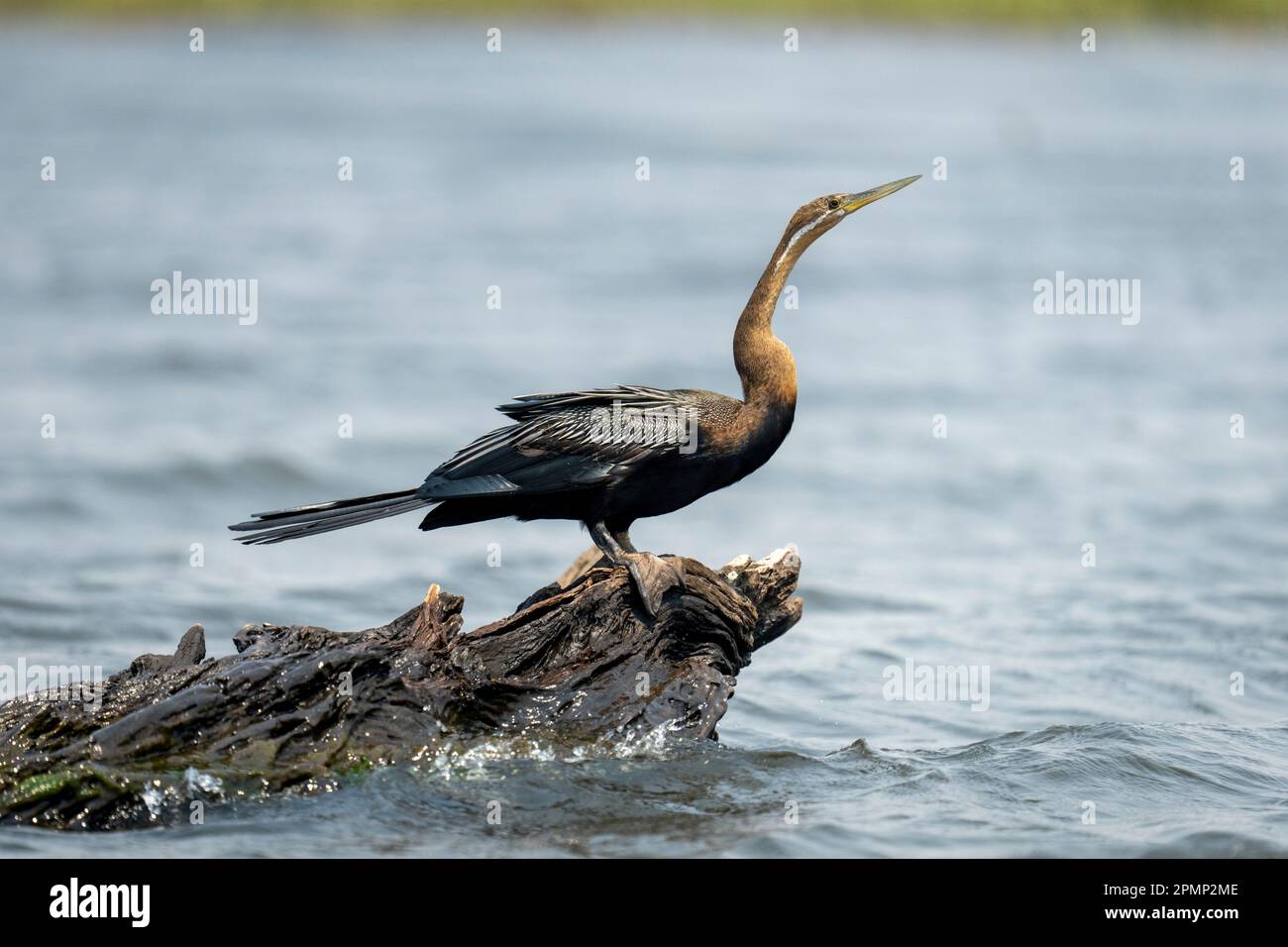 African darter (Anhinga rufa) on dead log in river, Chobe National Park ...