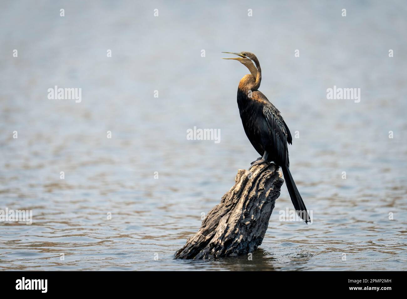 African darter (Anhinga rufa) in river on tree stump, Chobe National ...
