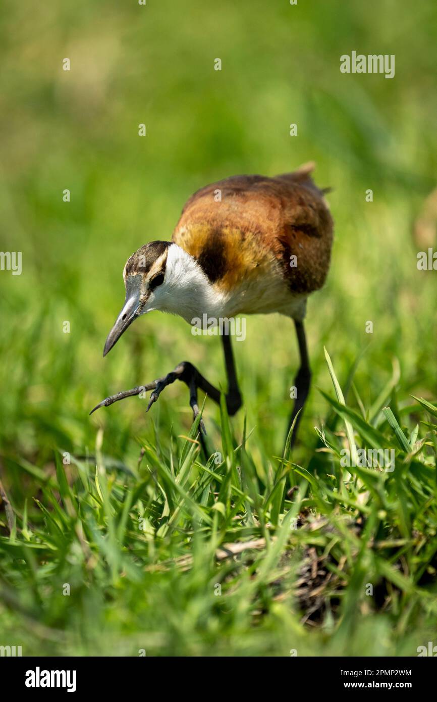 African jacana (Actophilornis africanus) walks on grass raising foot in ...
