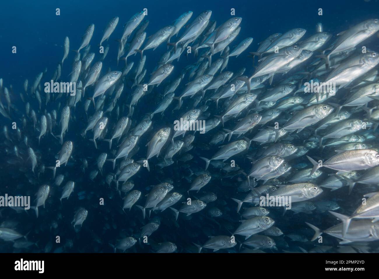 Fish swim at the Sea of the Philippines Stock Photo - Alamy
