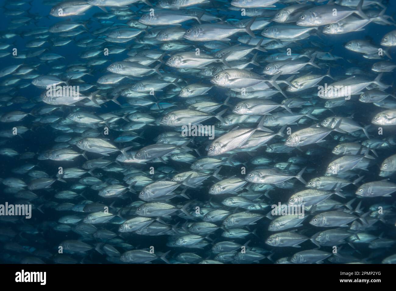 Fish swim at the Sea of the Philippines Stock Photo - Alamy