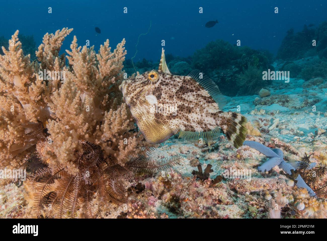 Fish swim at the Sea of the Philippines Stock Photo - Alamy