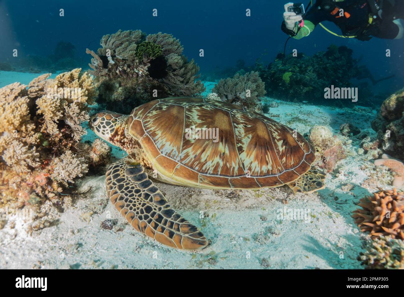 Hawksbill sea turtle at the Sea of the Philippines Stock Photo - Alamy