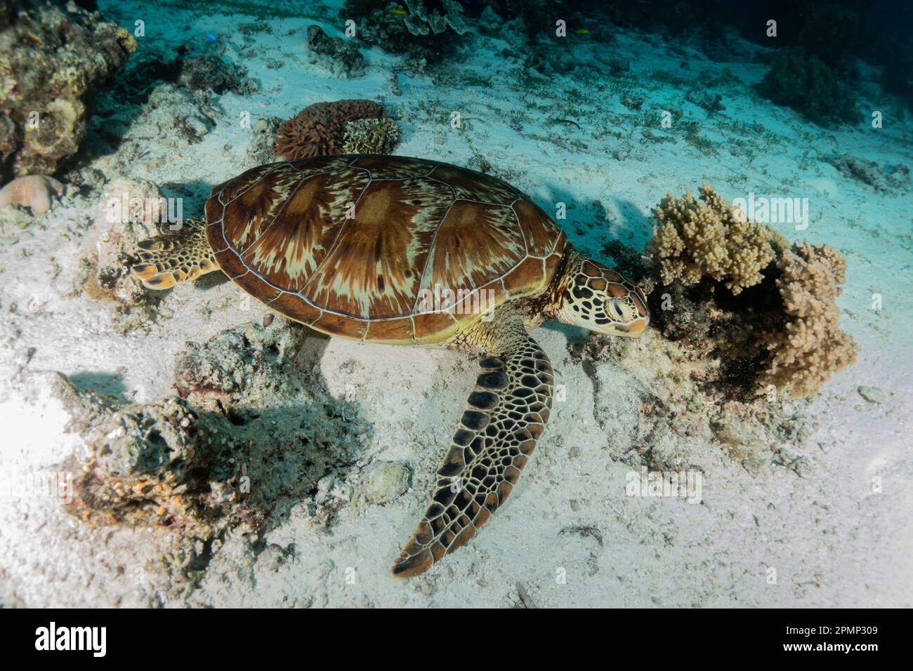 Hawksbill sea turtle at the Sea of the Philippines Stock Photo - Alamy