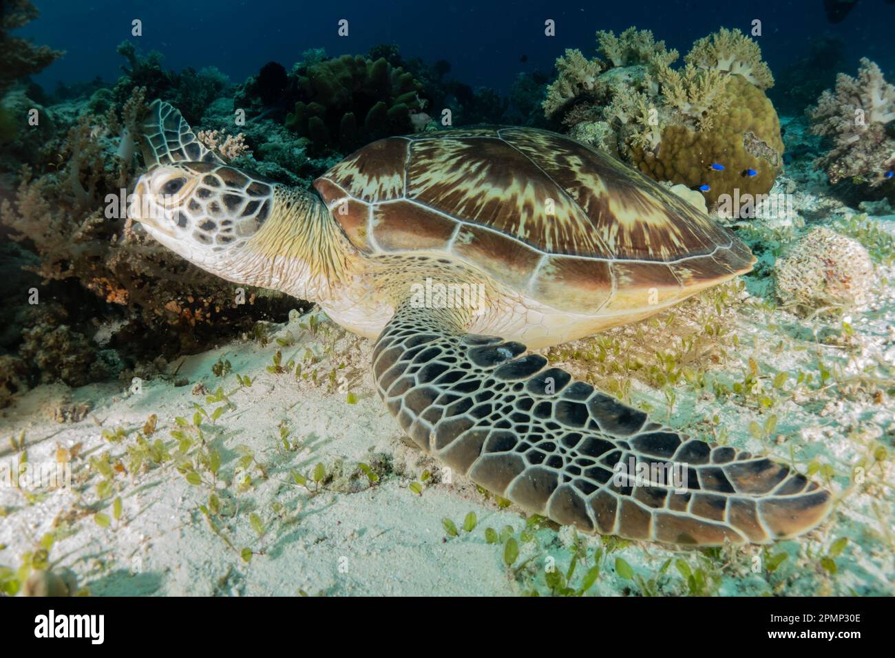 Hawksbill sea turtle at the Sea of the Philippines Stock Photo - Alamy