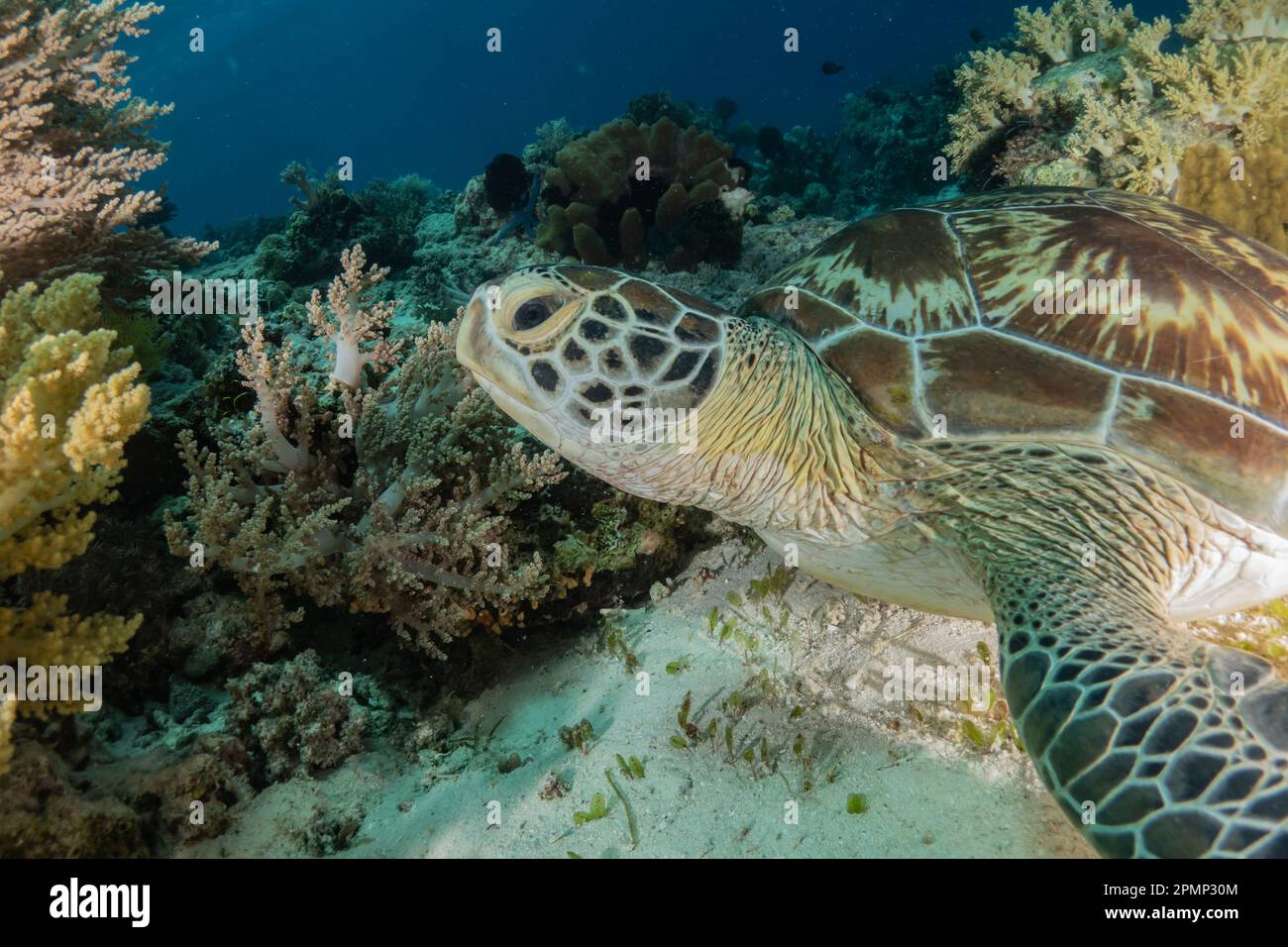 Hawksbill sea turtle at the Sea of the Philippines Stock Photo - Alamy