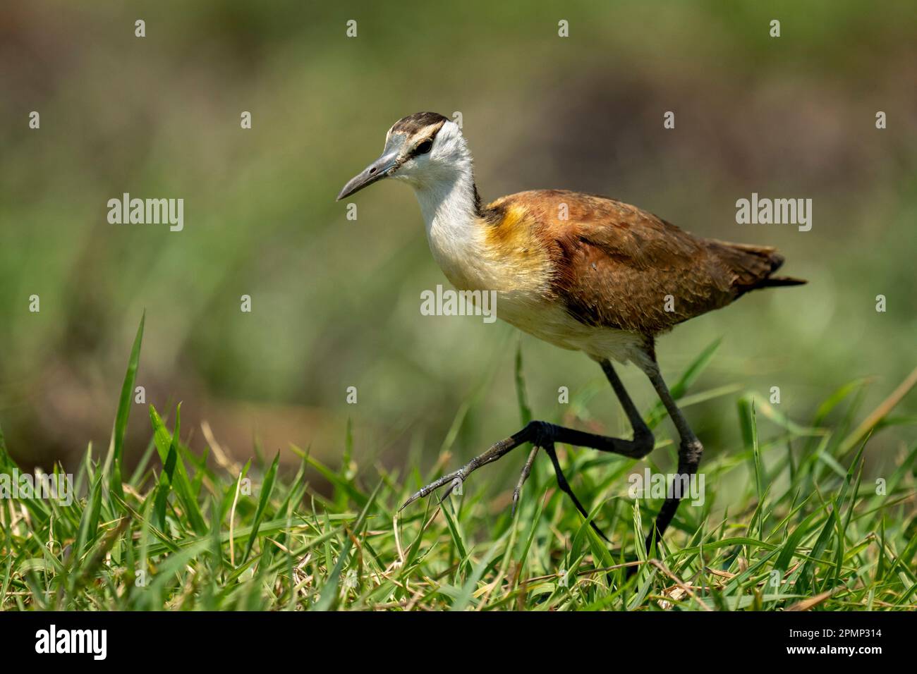 African jacana (Actophilornis africanus) walks on grass raising foot in ...