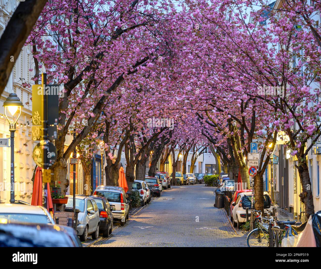 BONN, GERMANY - APR 12, 2023: Canopy of cherry trees in bloom creating ...