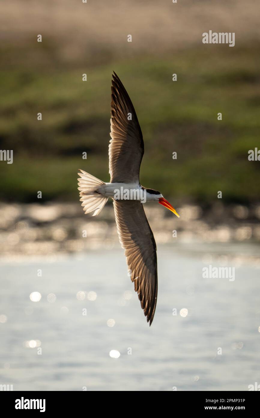 Vertical wings hi-res stock photography and images - Alamy