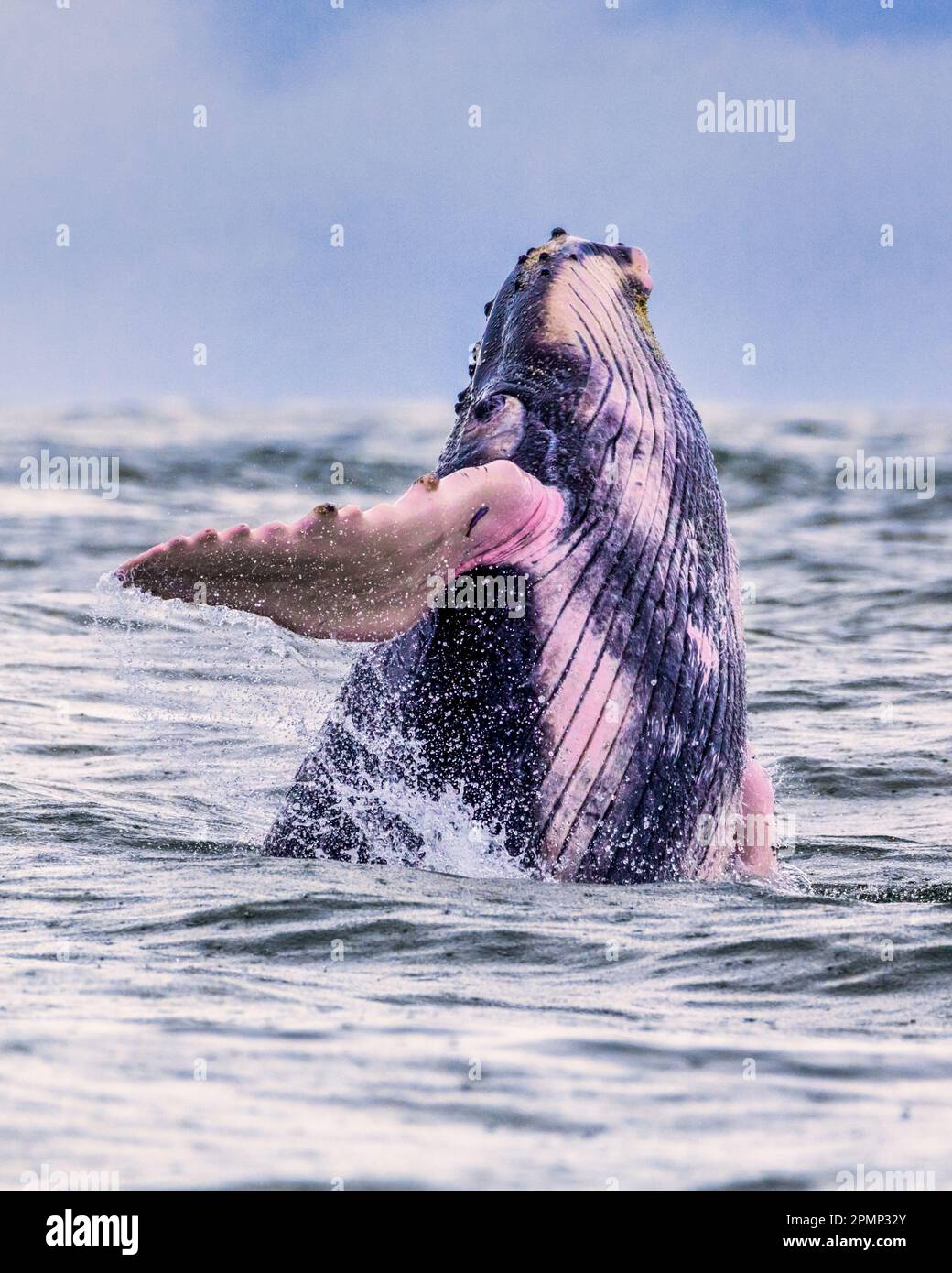 Whale tail. Humpback whales swimming in Costa Rica Stock Photo - Alamy