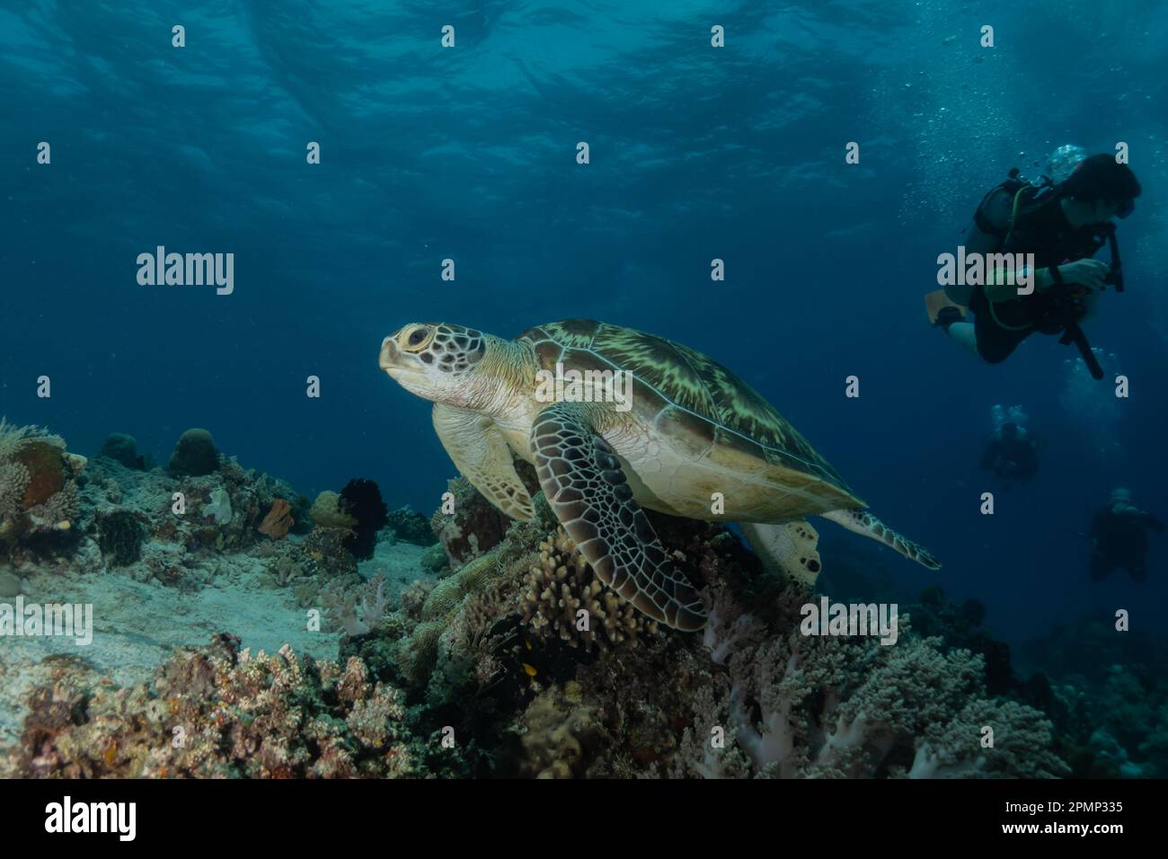 Hawksbill sea turtle at the Sea of the Philippines Stock Photo - Alamy