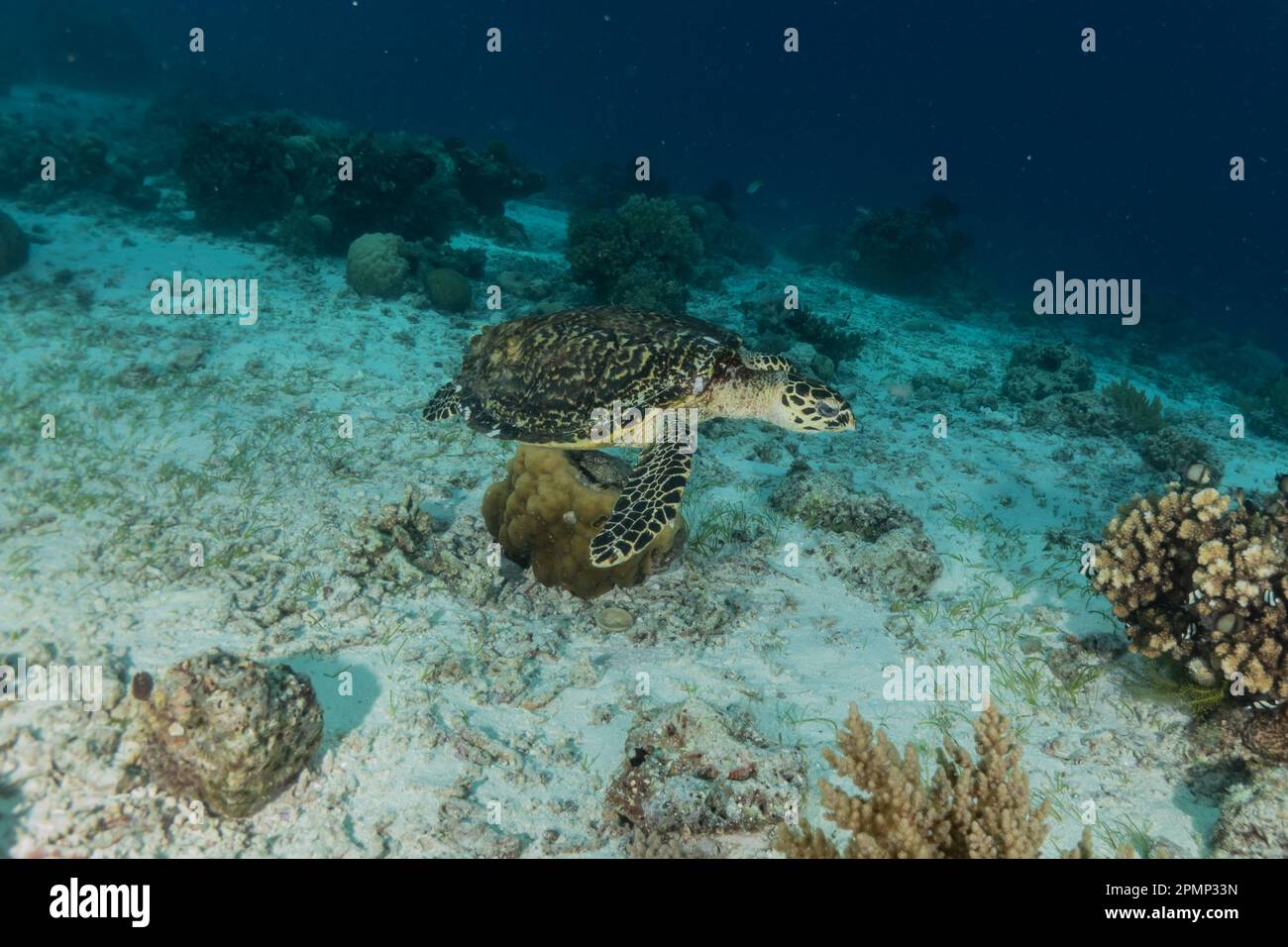 Hawksbill sea turtle at the Sea of the Philippines Stock Photo - Alamy