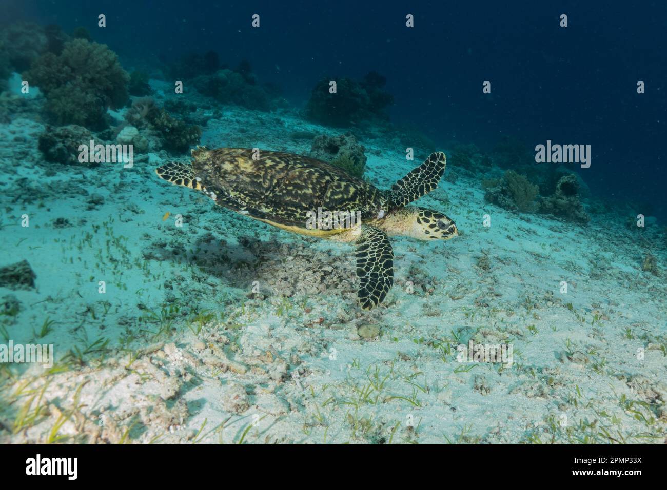 Hawksbill sea turtle at the Sea of the Philippines Stock Photo - Alamy
