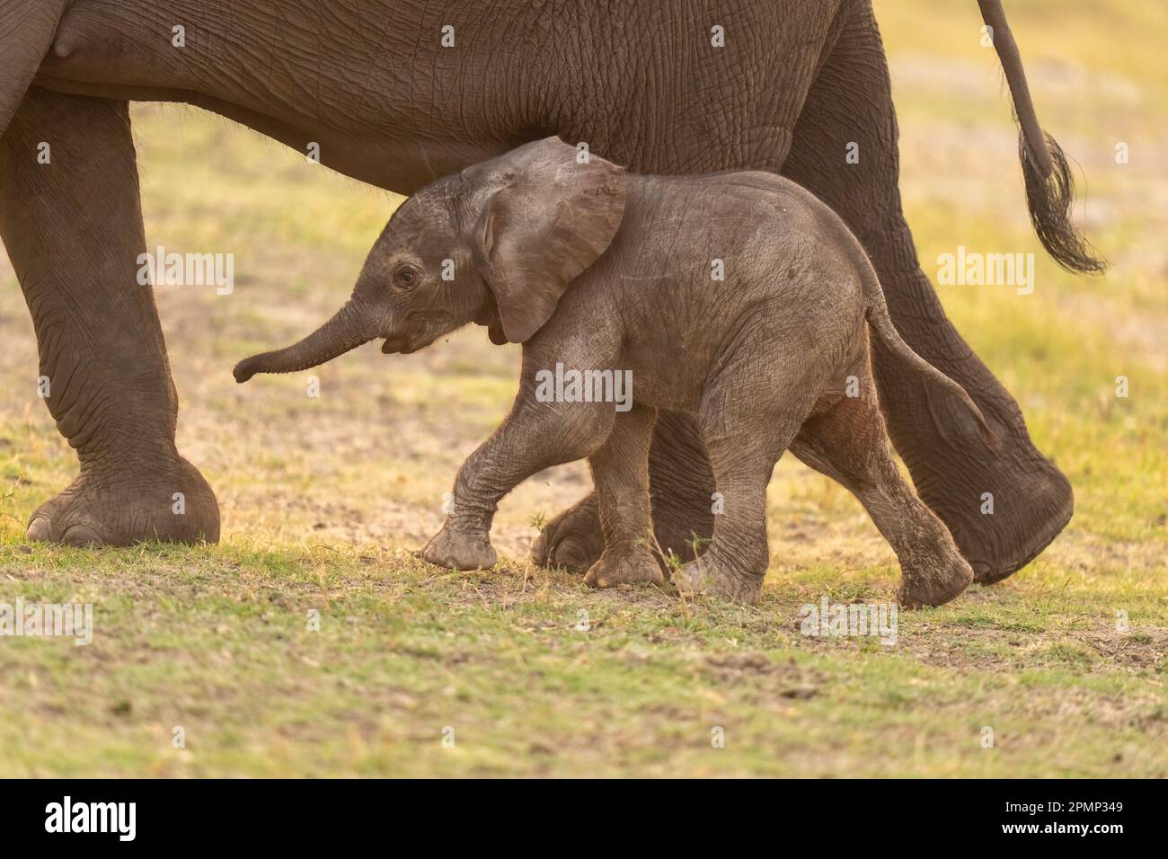 Baby African Bush Elephant (Loxodonta Africana) walking beside mother ...