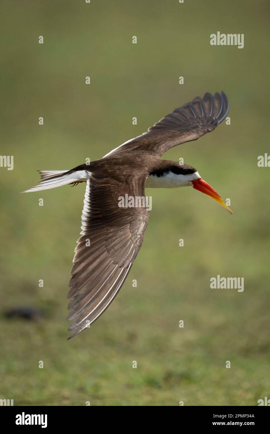 African skimmer (Rynchops flavirostris) flies over grass spreading ...