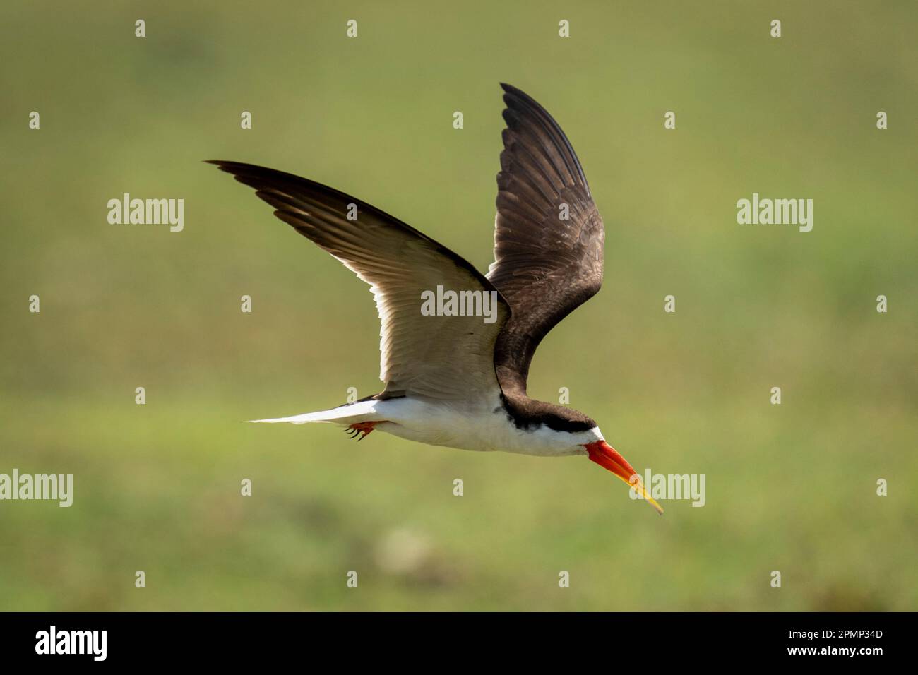African skimmer (Rynchops flavirostris) flies over grass lifting wings ...