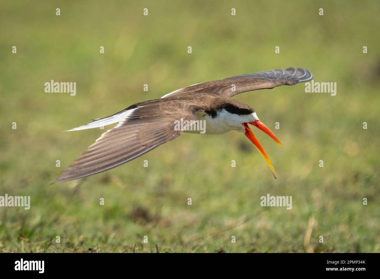 African skimmer (Rynchops flavirostris) flies over grass opening beak ...