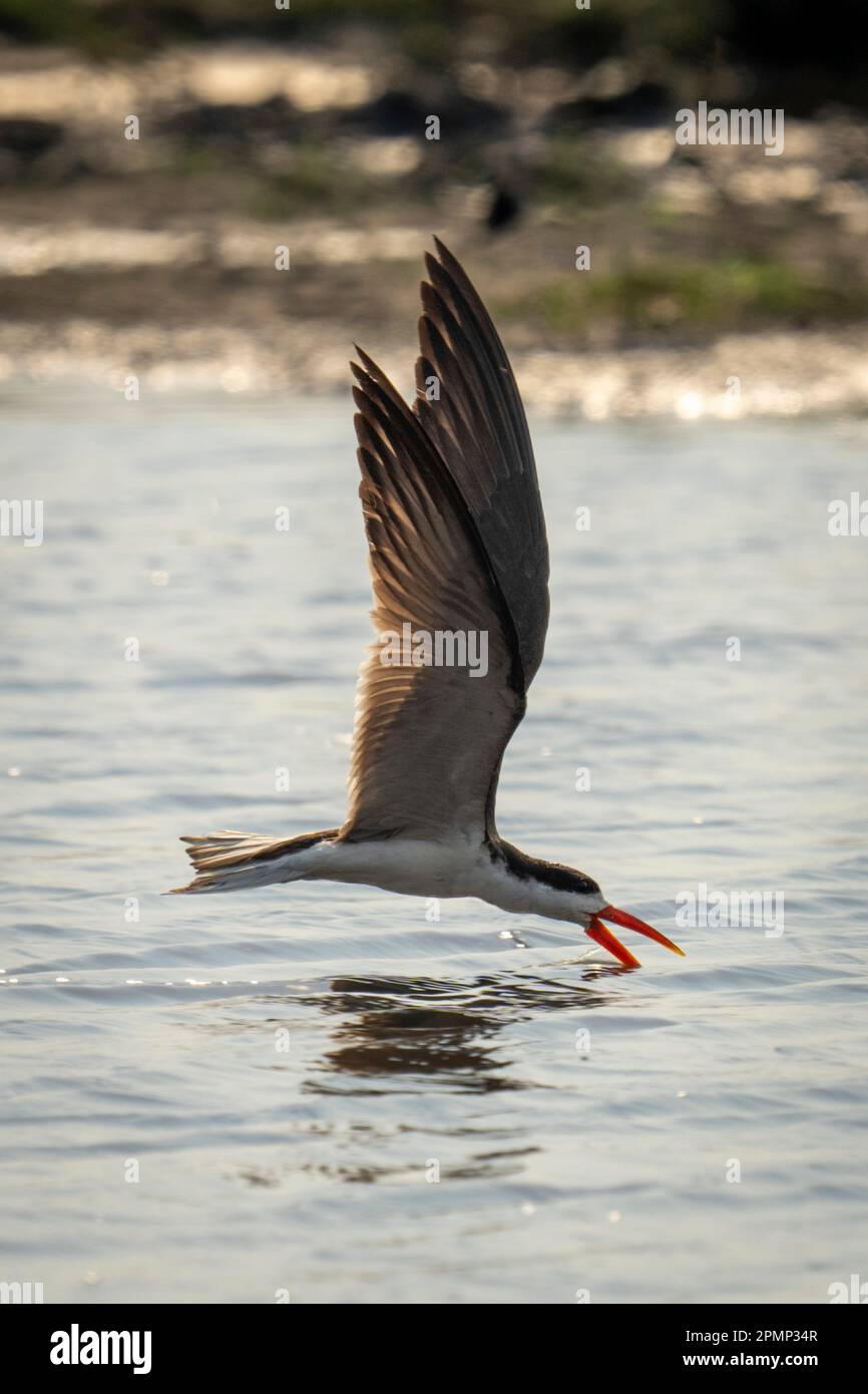 African skimmer (Rynchops flavirostris) flies dipping beak in river in ...