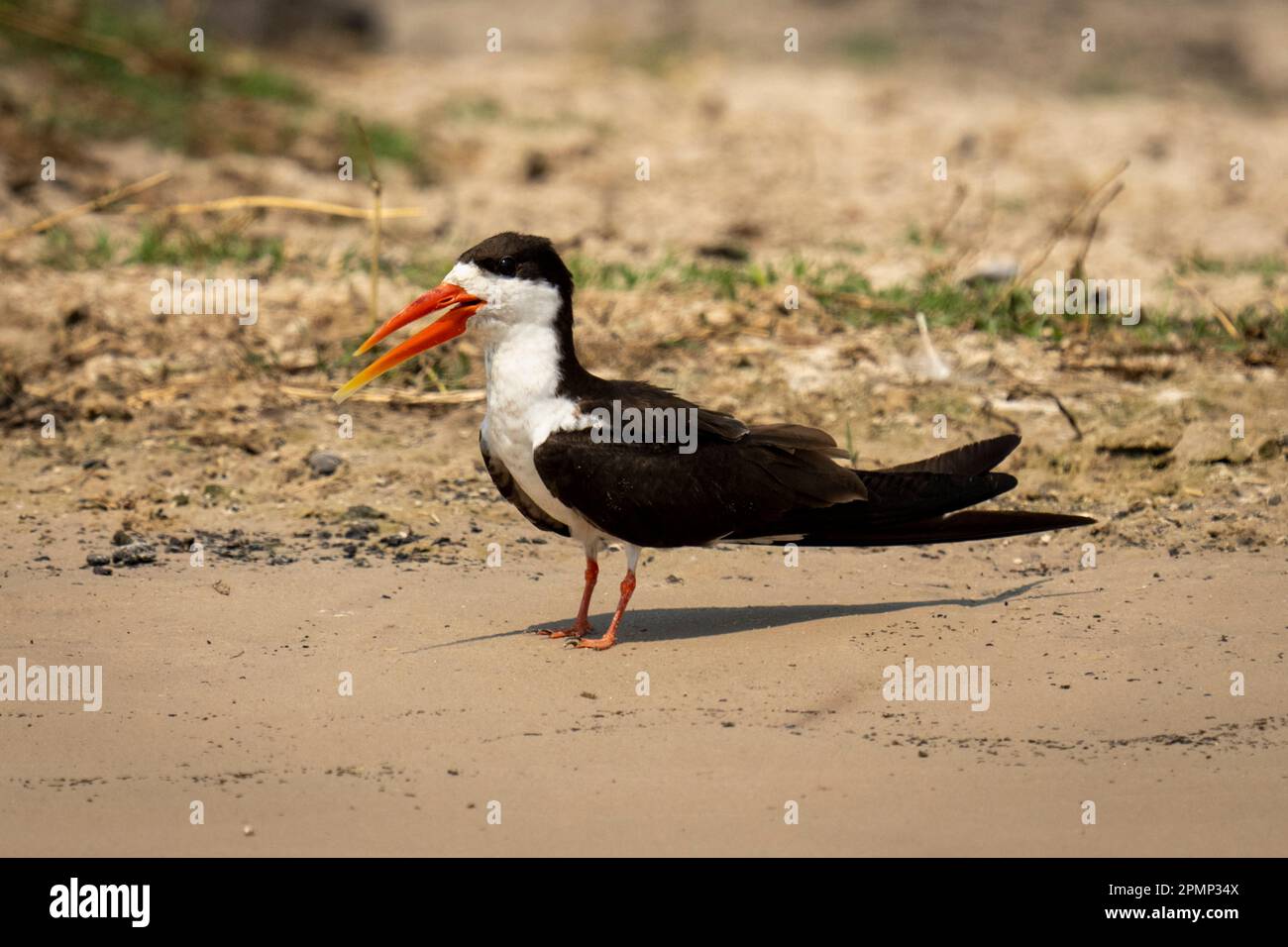 African skimmer (Rynchops flavirostris) on sandy beach in sunshine in ...