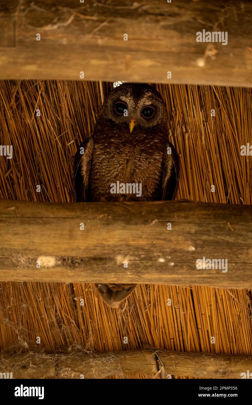 African owl on roof hi-res stock photography and images - Alamy