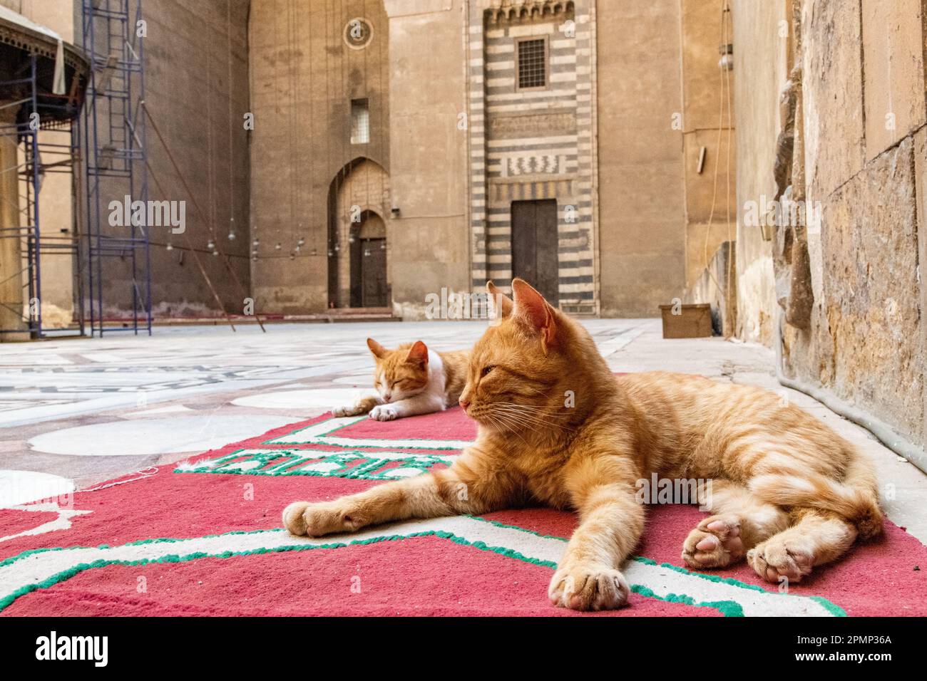 Stray cats in egypt hi-res stock photography and images - Alamy