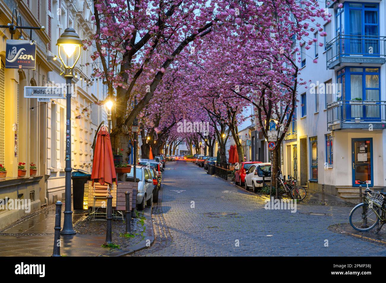 BONN, GERMANY - APR 12, 2023: Old town quarter road with cherry trees ...
