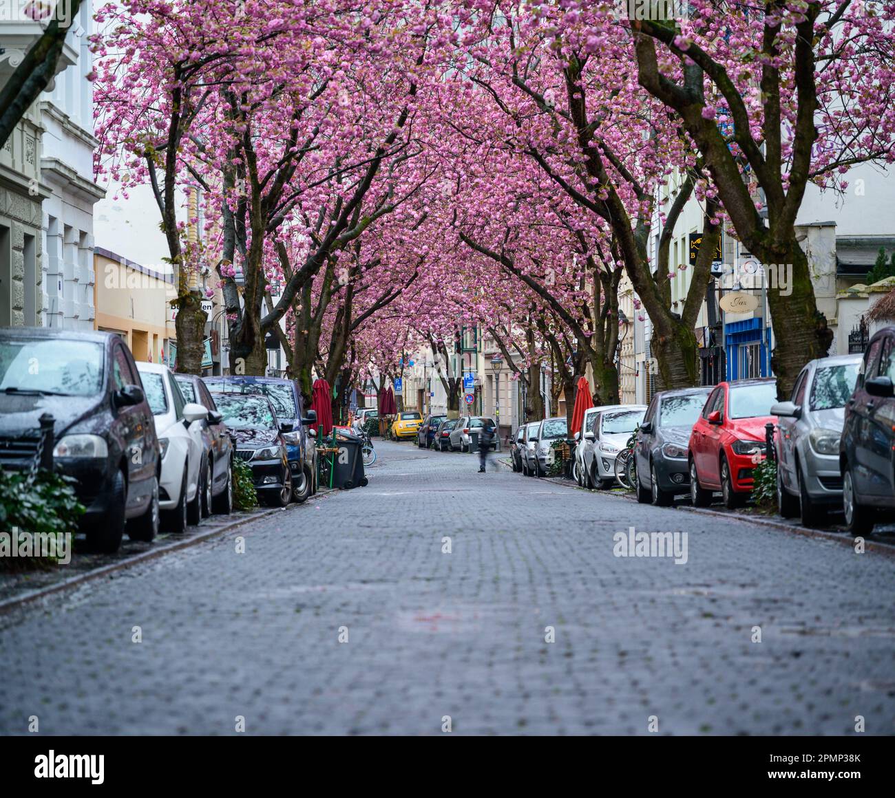 BONN, GERMANY - APR 12, 2023: Cherry Blossom trees on Breite Strasse in ...