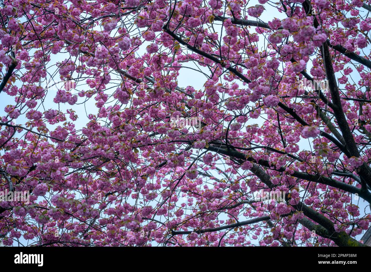 A cherry blossom tree in full bloom in spring Stock Photo - Alamy
