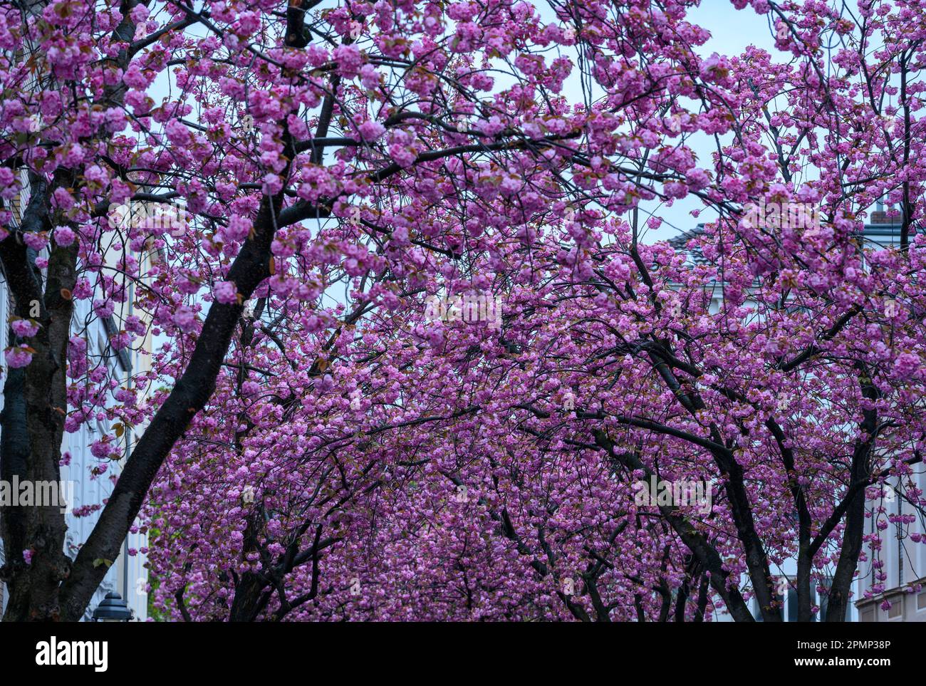 A tree canopy of pink cherry trees in full bloom Stock Photo - Alamy