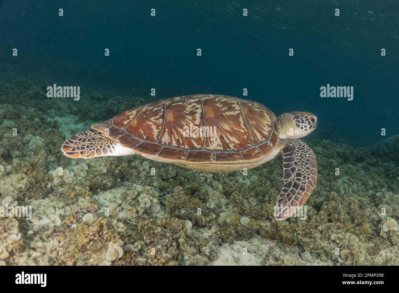 Hawksbill sea turtle at the Sea of the Philippines Stock Photo - Alamy