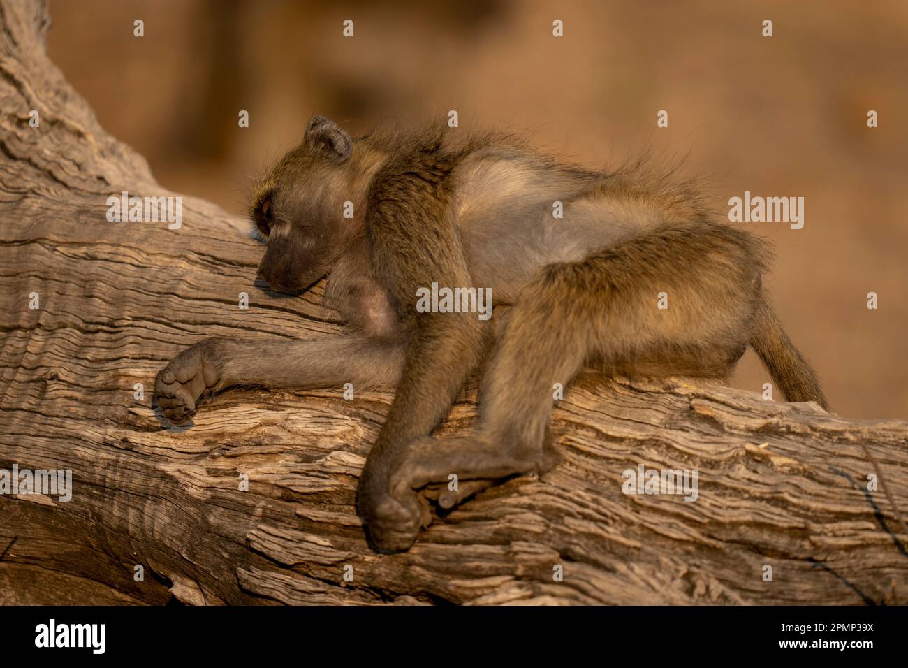 Chacma baboon (Papio ursinus) lies sleeping on dead log in Chobe ...